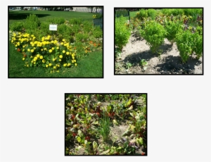 Picture - Winter Aconite PNG Image | Transparent PNG Free Download on ...