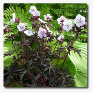 Http - //www - New-worldplants - Com/cw4/images/ - Purple Ghost ...