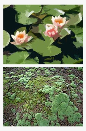 Description Backgrounds 1423859969 Plants Intro - Plants PNG Image ...