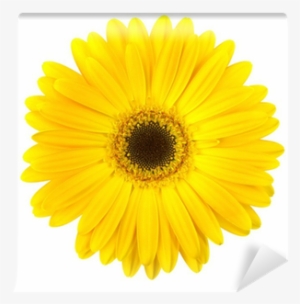 Yellow Daisy Flower Isolated On White Wall Mural • - Common Daisy PNG ...