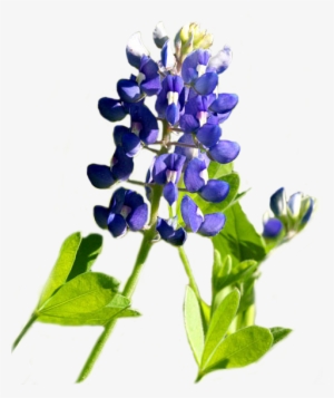 Bluebonnets Logo PNG Image | Transparent PNG Free Download on SeekPNG