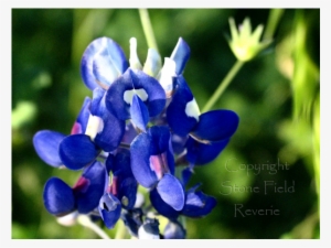 Bluebonnet PNG Image | Transparent PNG Free Download on SeekPNG