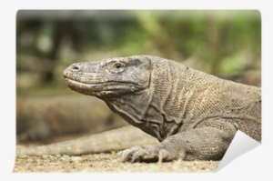 Komodo Dragon PNG Image | Transparent PNG Free Download on SeekPNG