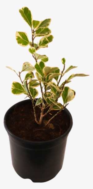 Ficus Triangularis Variegata - Cactus PNG Image | Transparent PNG Free ...
