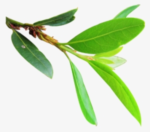 Bay Leaf Png PNG Image | Transparent PNG Free Download on SeekPNG