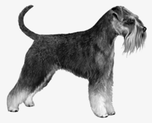 Download Schnauzer | Transparent PNG Download | SeekPNG