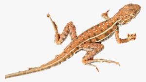 Lizard Png Hd - Lizard Png PNG Image | Transparent PNG Free Download on ...