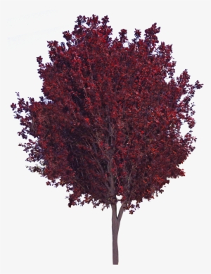 Purple Leaf Plum - Red Plum Tree Png PNG Image | Transparent PNG Free ...