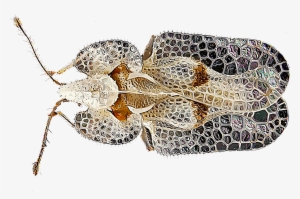Lace Bugs PNG Image | Transparent PNG Free Download on SeekPNG
