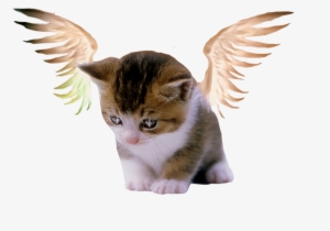 Angel Kitten - Cute Cat PNG Image | Transparent PNG Free Download on ...
