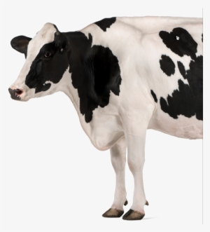 Qualigrass Cow - Cow National Animal Of Nepal PNG Image | Transparent ...