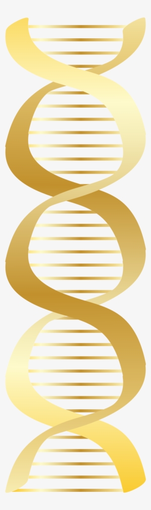 3d Dna Png - Dna Png Hd PNG Image | Transparent PNG Free Download on ...