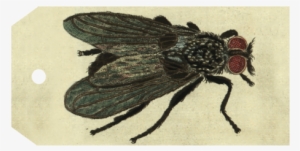 Fly - House Fly PNG Image | Transparent PNG Free Download on SeekPNG