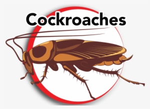 Cockroaches 1 - Cockroach PNG Image | Transparent PNG Free Download on ...