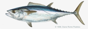 Atlantic Bonito PNG Image | Transparent PNG Free Download on SeekPNG