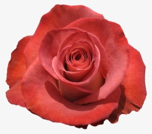 Rose Leonidas - Rose PNG Image | Transparent PNG Free Download on SeekPNG