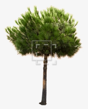 Tall Green Juniper - Tree PNG Image | Transparent PNG Free Download on ...
