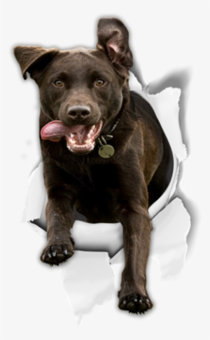 Black Lab Decals - Black Lab Transparent PNG Image | Transparent PNG ...