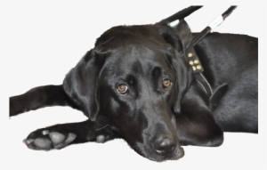 Black Lab Guide Harness No Background - Labrador Retriever PNG Image ...