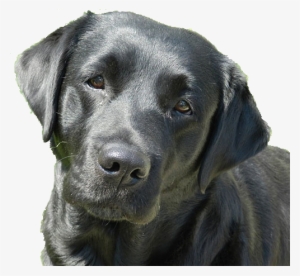 Maddie The Black Lab - Labrador Retriever PNG Image | Transparent PNG ...