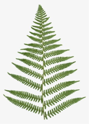 Fern - Fern Leaf Transparent Background PNG Image | Transparent PNG ...