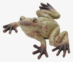 Eastern Spadefoot PNG Image | Transparent PNG Free Download on SeekPNG