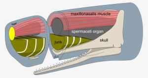 Sperm Whale Head Anatomy Profile - Sperm Whale Spermaceti Organ PNG ...