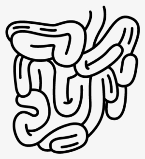 Small Intestine Vector - Small Intestine Black And White PNG Image ...