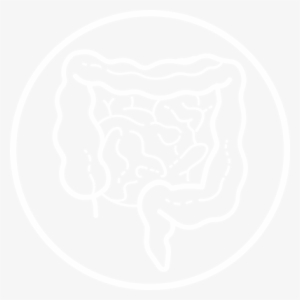 Related - Brain Gut PNG Image | Transparent PNG Free Download on SeekPNG