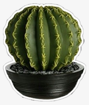 Cactus Png Edit Overlay Editingneed - Editing PNG Image | Transparent ...