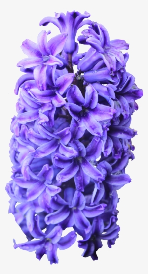 Picture Royalty Free High Definition Png Image For - Hyacinth PNG Image ...