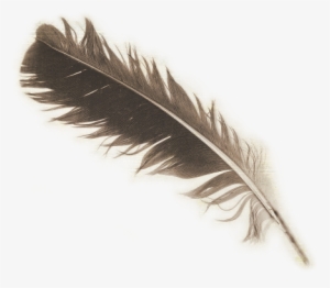 Feather For Writing Png PNG Image | Transparent PNG Free Download on ...