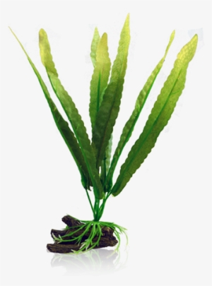 Bettacare Betta Plant Java Fern - Java Fern Aquarium Plastic PNG Image ...