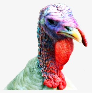 Happy Thanksgiving Clipart Clipart Freeuse Stock - Turkey Head ...