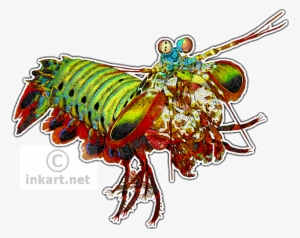 Wildlife Art - Mantis Shrimp Art PNG Image | Transparent PNG Free ...