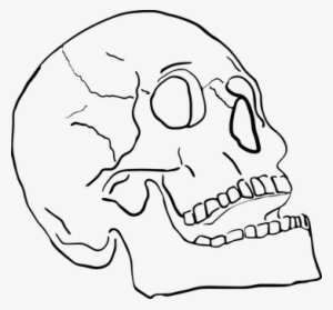 Man Human Skull Bone Teeth Death Dead Vect - Skull PNG Image ...