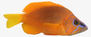 Hamlet - Hamlet Fish Hermaphrodite PNG Image | Transparent PNG Free ...