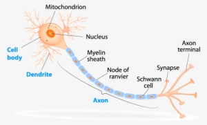Structure Of A Typical Neuron - Typical Neuron PNG Image | Transparent ...
