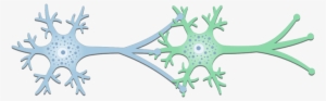 Basic Structure Of Synapse PNG Image | Transparent PNG Free Download on ...