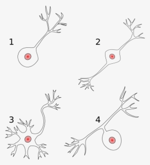 Neurons - Bipolar Neurons PNG Image | Transparent PNG Free Download on ...