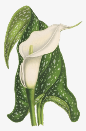 Calla Flower Drawing - Phallic Symbol Flowers PNG Image | Transparent ...