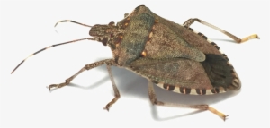 Stink Bug Png Image Background - Brown Marmorated Stink Bug PNG Image ...