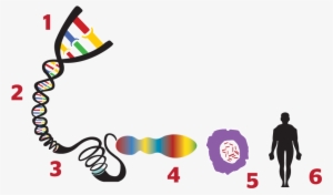 Genomics - Genome With Transparent Background PNG Image | Transparent ...