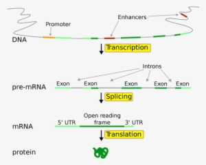 Gene - Structure Of A Gene PNG Image | Transparent PNG Free Download on ...