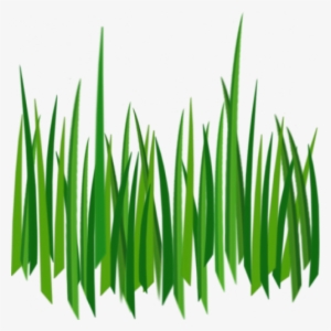 2d Grass Blade Texture - High Grass Texture Transparent PNG Image ...
