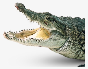 Crocodile Free Png Transparent Background Images Free - Crocodile Png ...