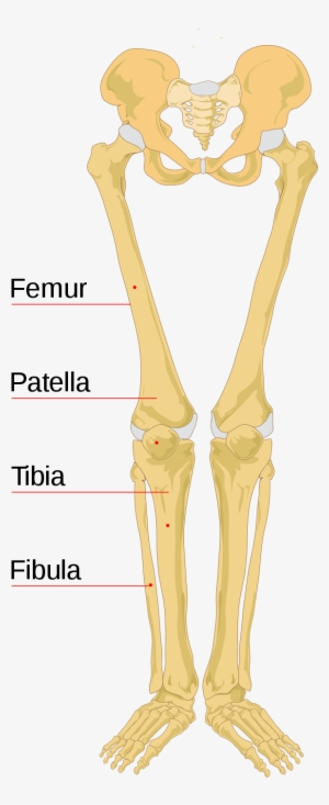 Leg Bones Labeled PNG Image | Transparent PNG Free Download on SeekPNG