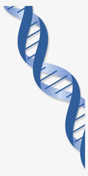 Genomics - Genome With Transparent Background PNG Image | Transparent ...