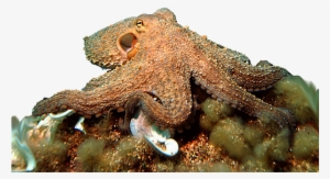 The Common Octopus, Octopus Vulgaris - Can Octopuses Change Color PNG ...