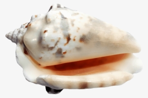 Free Png Ocean Sea Shell Png Images Transparent - Sea Shells ...